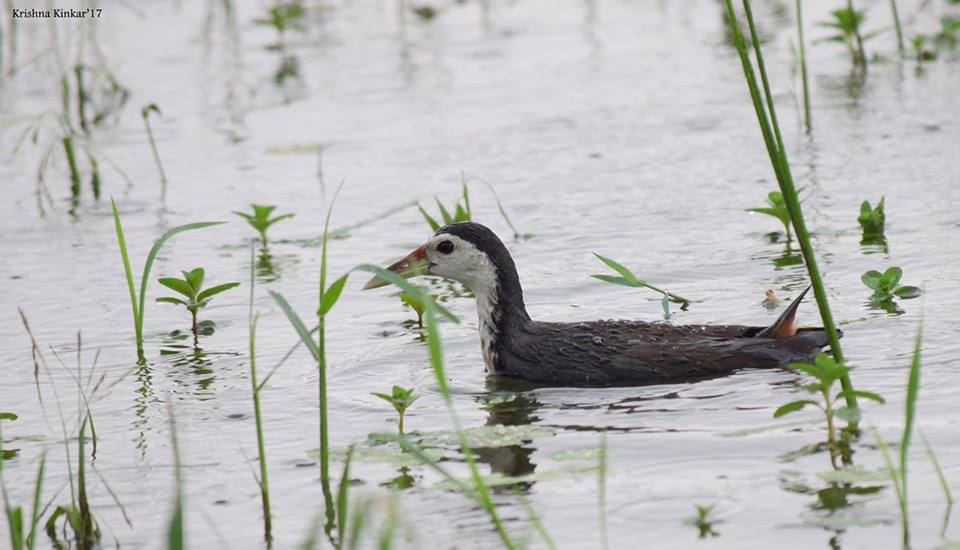 Ducks in the wild Species at the Kaziranga National Park ~ Kaziranga ...