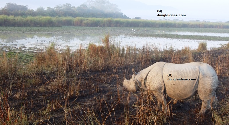 The Pride of Assam ~ the One Horned Rhinoceros ~ Kaziranga National ...