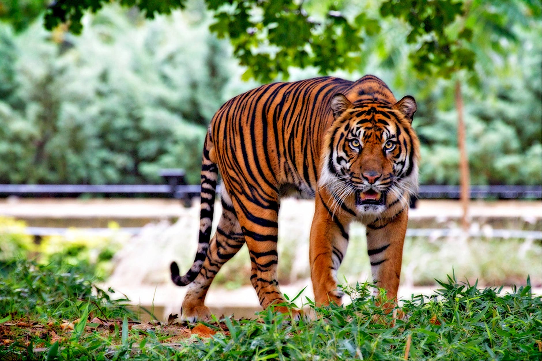 tiger above green grass during day time – Kaziranga National Park and ...