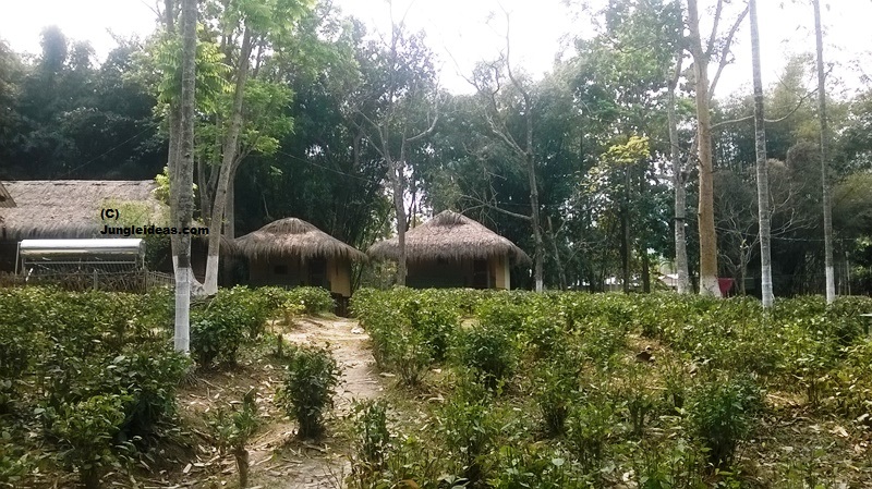 Nature Hunt Eco Camp Kaziranga – Kaziranga National Park and Tiger ...