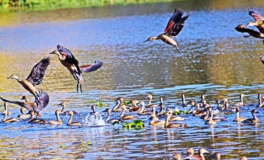 Flight of Birds by the Beels of Manas National Park ~ Manas ~ Assam ...