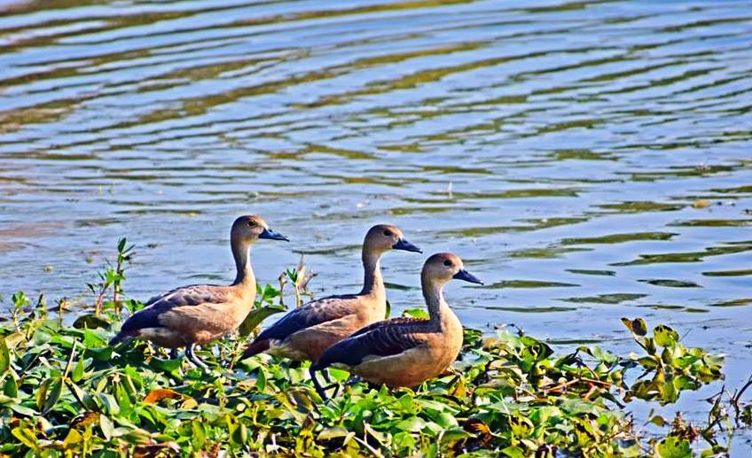 Ducks of Manas National Park ~ Manas ~ Assam ~ India – Kaziranga ...