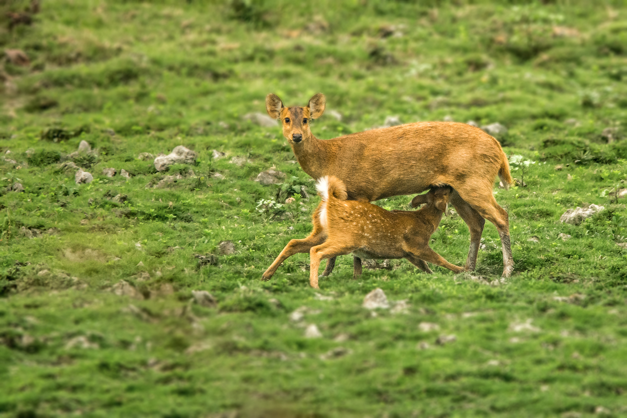 Manas National Park – Kaziranga National Park and Tiger Reserve ~ Tour ...