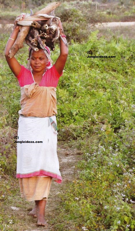 The Deori tribal lady collecting firewood for her home at a local Deori ...