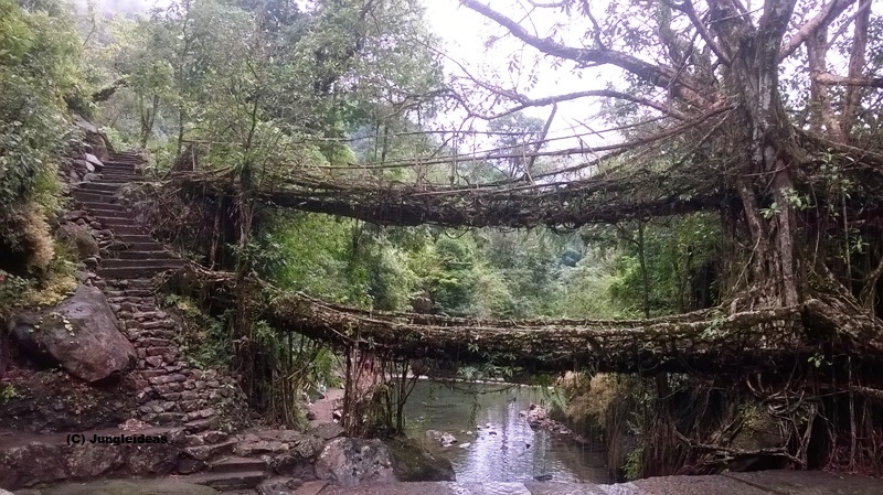 The Double Decker Living Root Bridge at Cherrapunji on our tour of ...