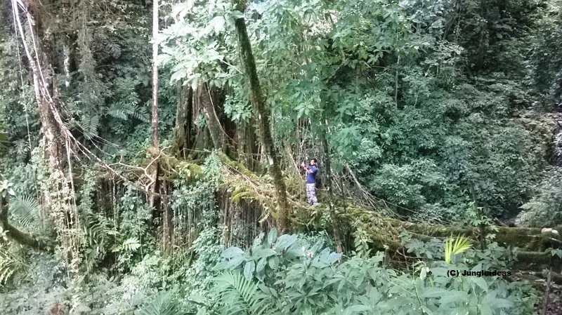 The Root Bridge adjacent to the Longest Living Root Bridge at Pynursla ...